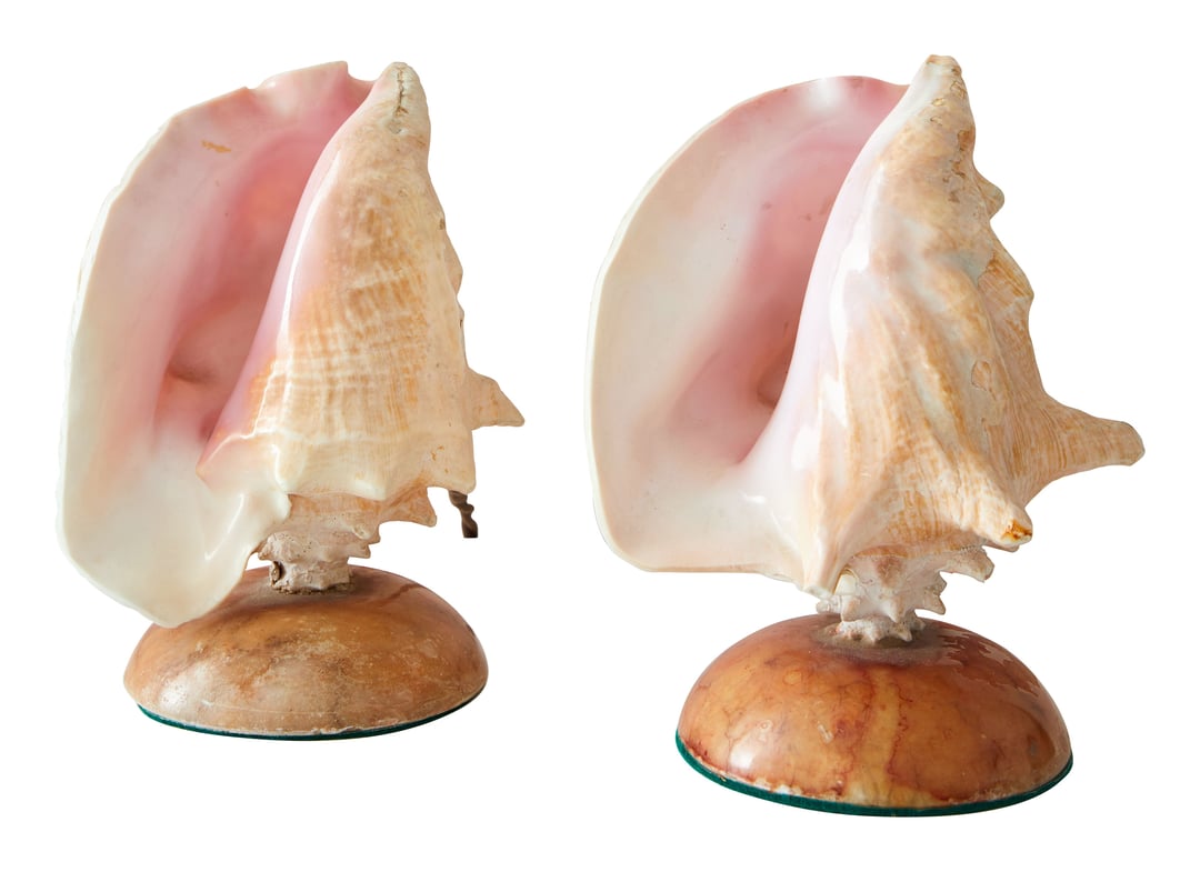 Vintage Shell Lamp | Jayson Home | Chicago, IL