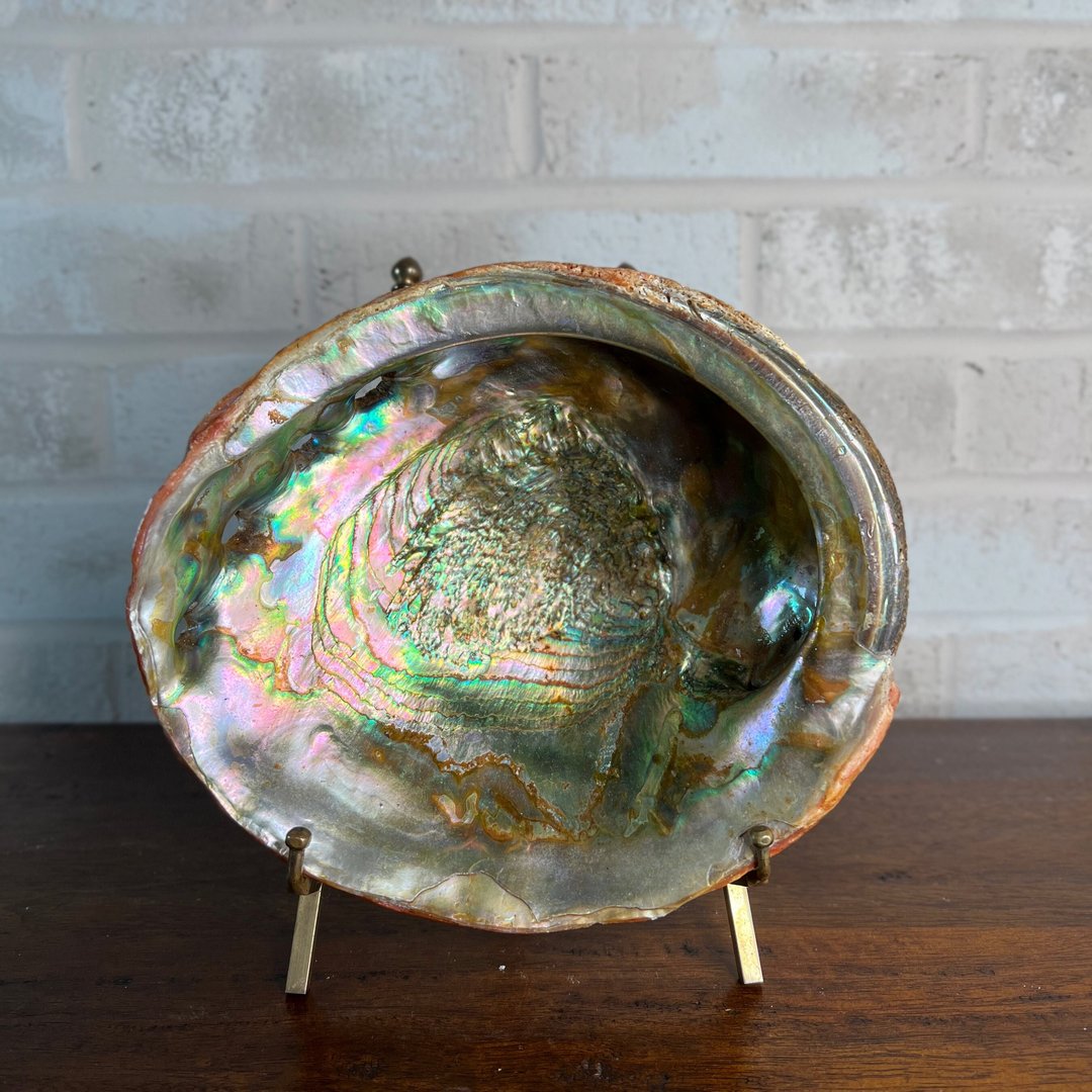 Stunning Natural Mother of Pearl Abalone Half Shell - Gorgeous | Good ...