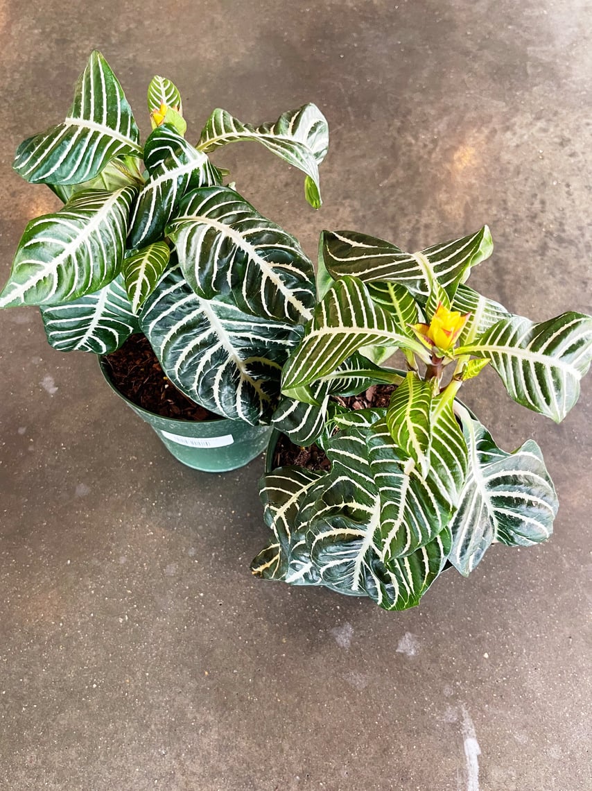 Aphelandra Zebra Plant | Jungle and Loom | Washington, DC
