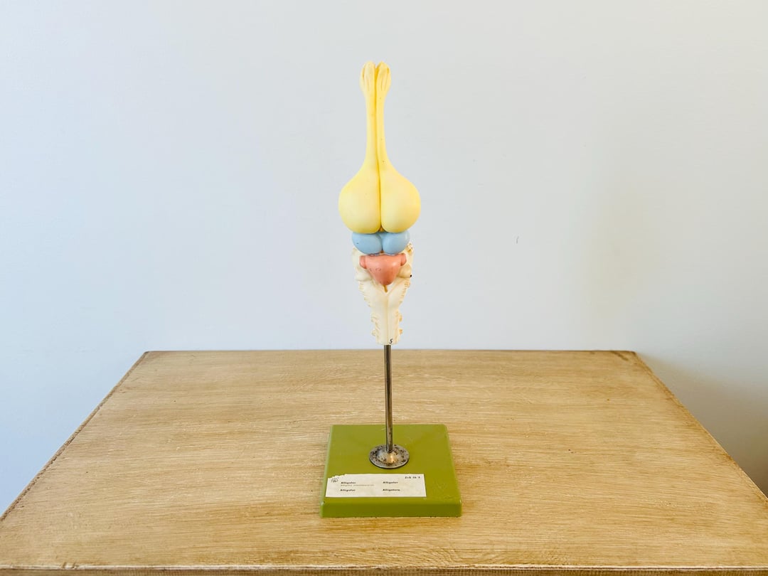 Vintage Alligator Brain Medical Anatomical Model Veterinary Model by ...