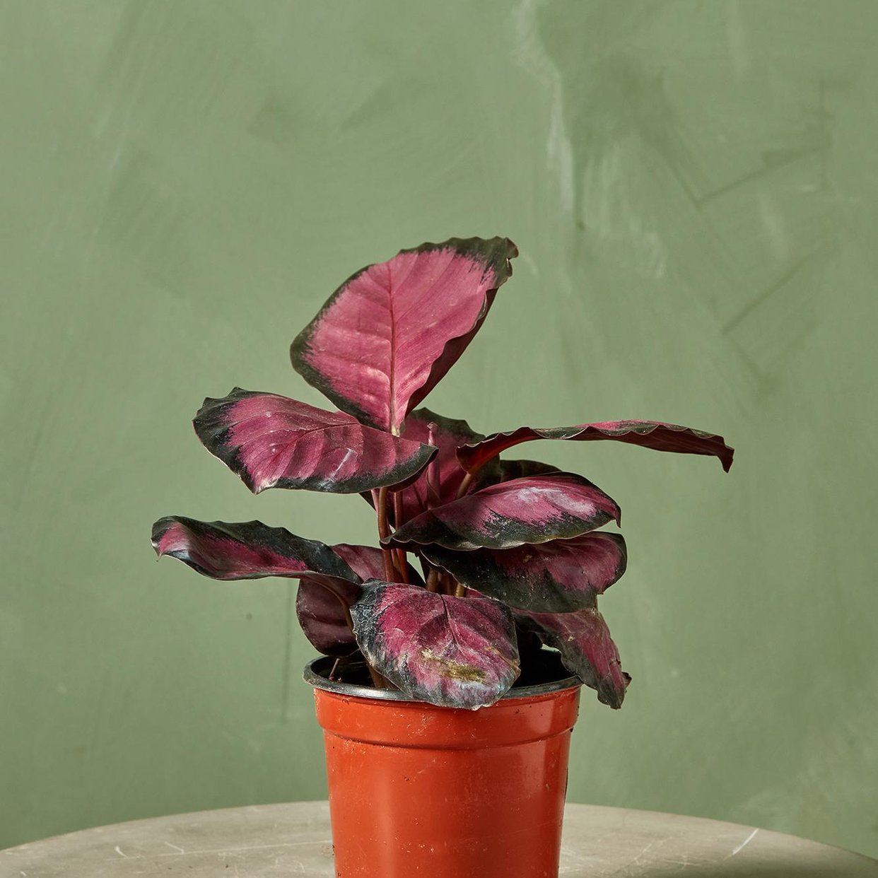 Calathea 'Purple Rose' | Rewild - Shaw / Georgetown - Washington, DC ...