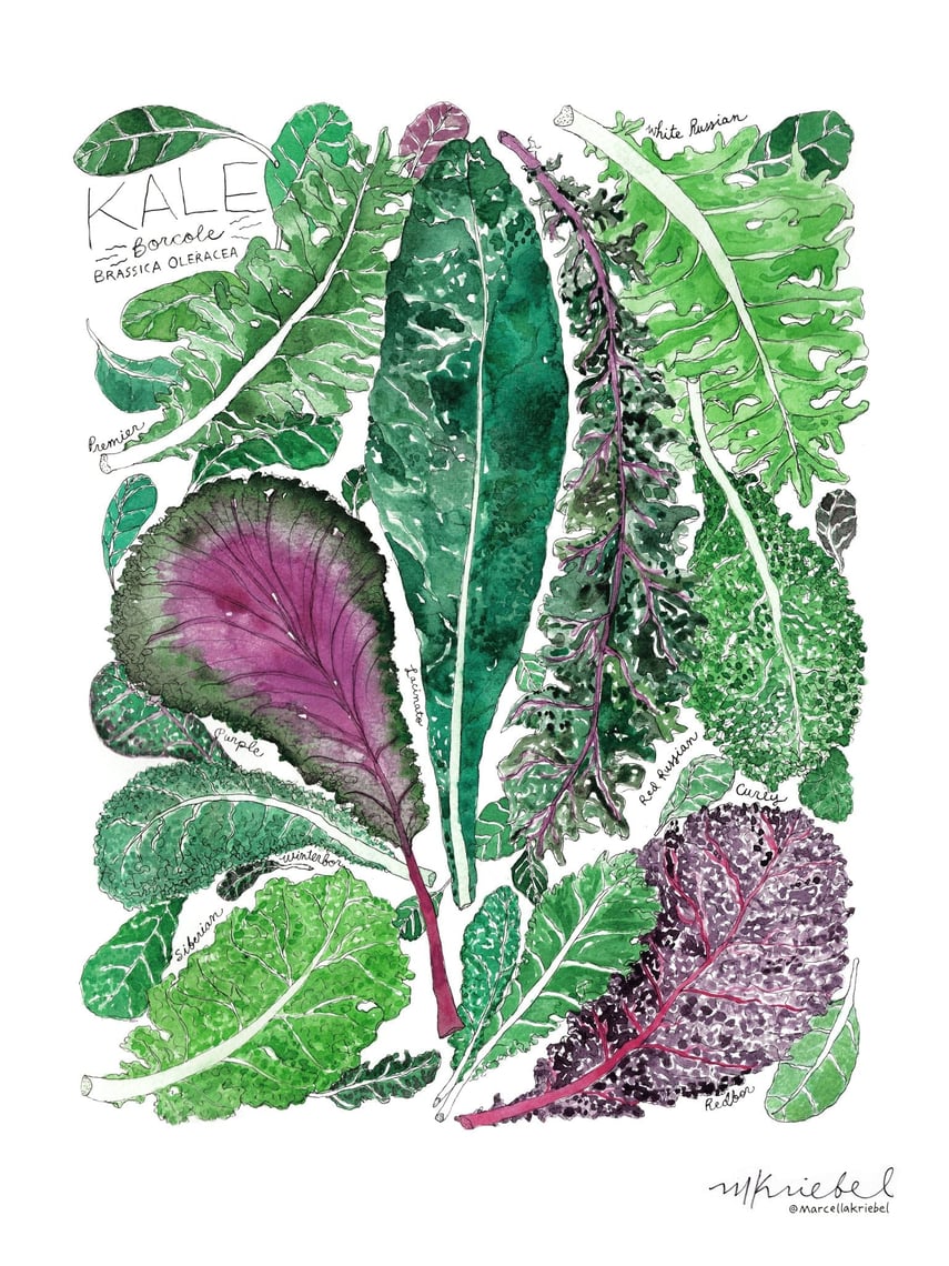 Types of Kale Watercolor Art Print | Marcella Kriebel Art ...