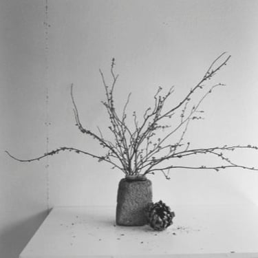Adele Yiseol Kenworthy, Lacuna Blossoms | Transformer - Logan Circle ...
