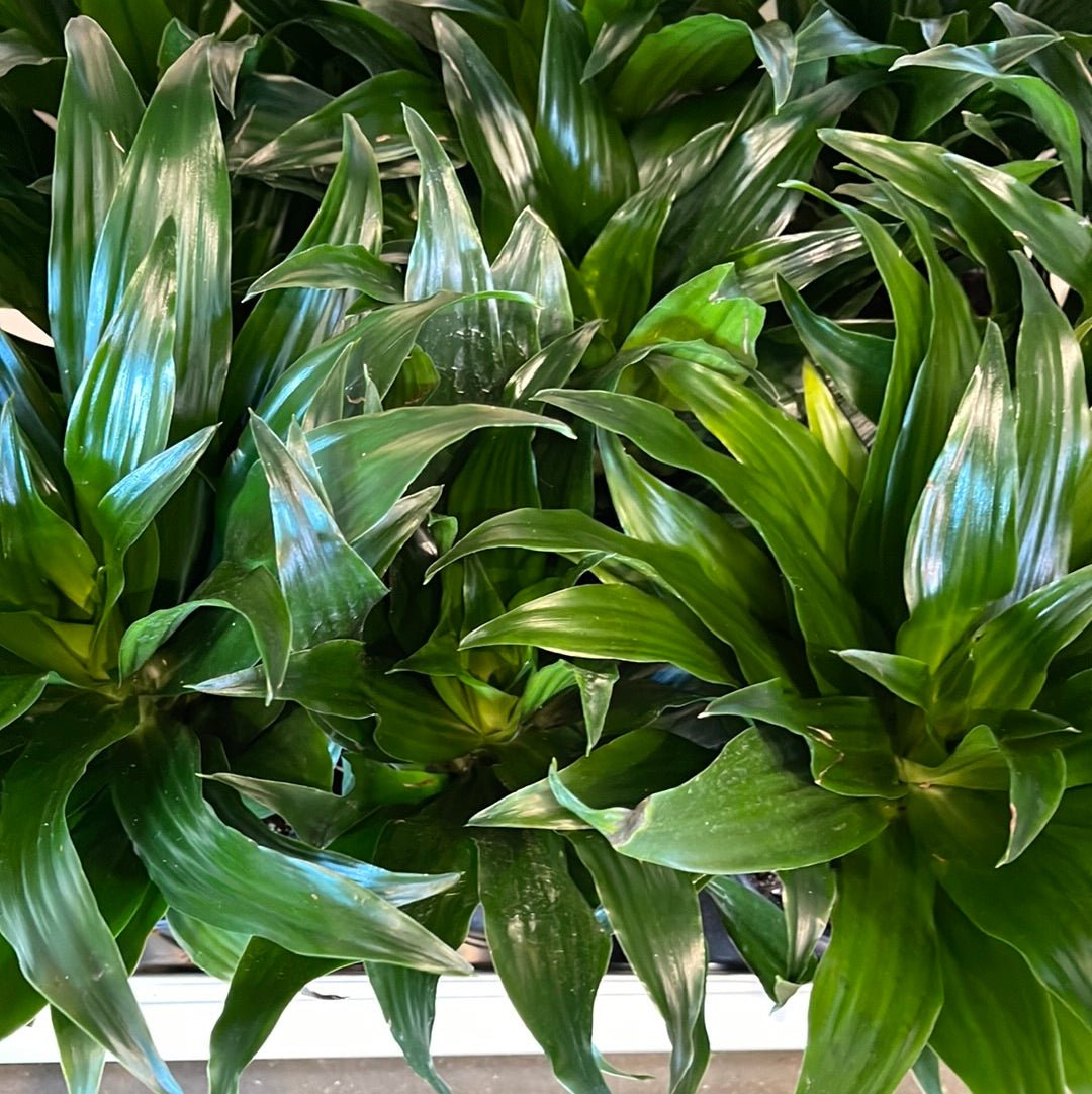Dracaena Janet Craig Compacta | Jungle and Loom | Washington, DC