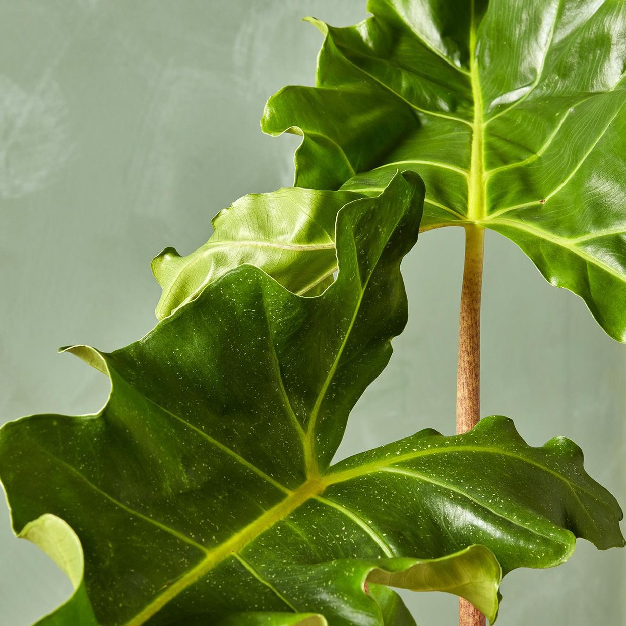 Alocasia 'Golden Dragon' | Rewild - Shaw / Georgetown - Washington, DC ...