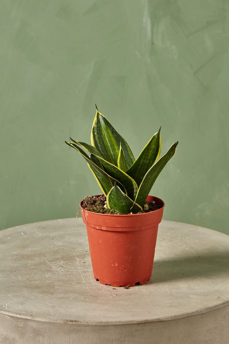 Snake Plant 'Stars & Stripes' | Rewild | Shaw / Georgetown - Washington, DC