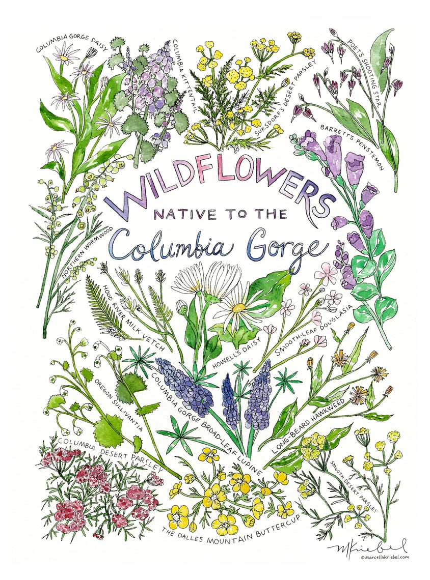 Wildflowers Native to the Columbia Gorge Watercolor Art Print ...