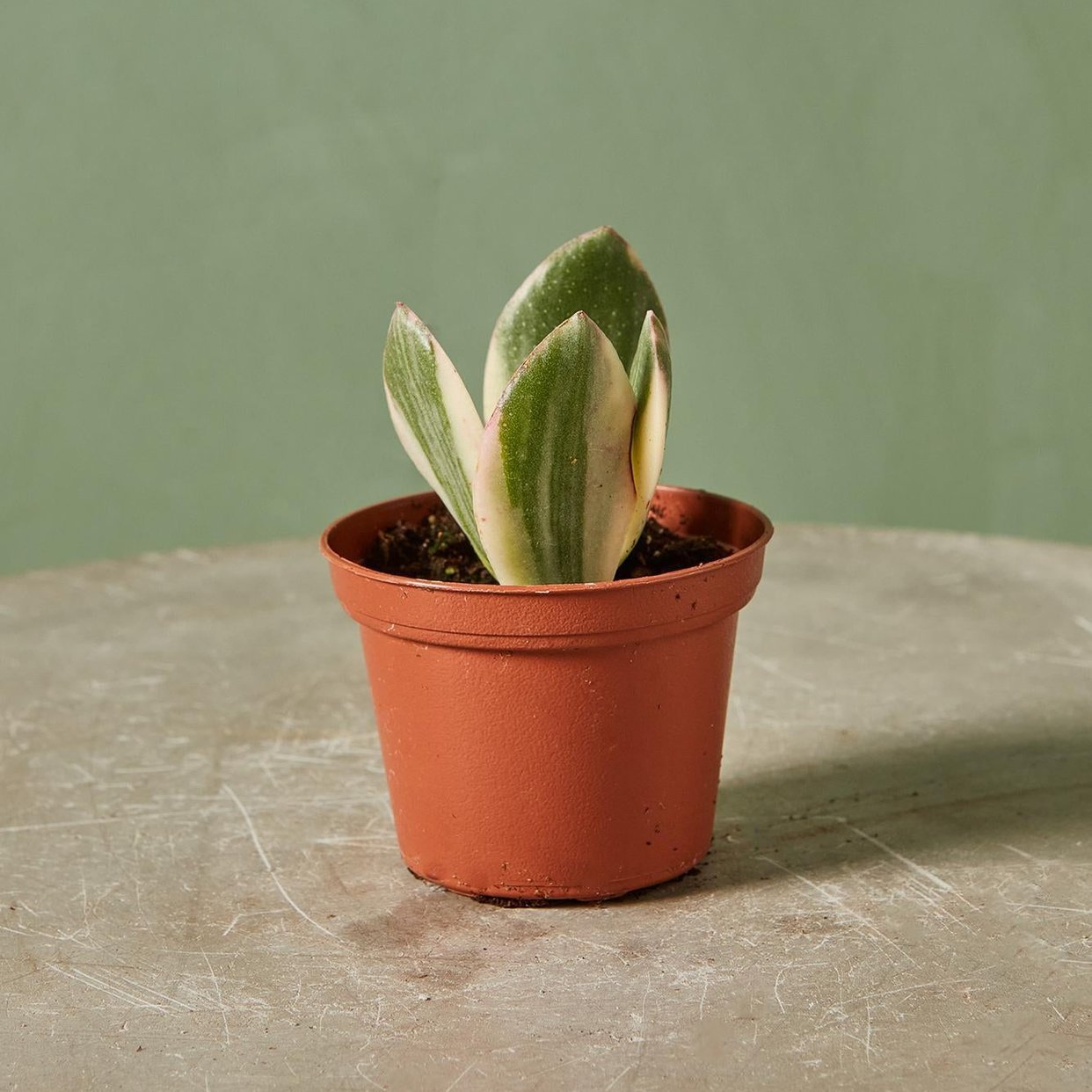 Variegated Jade Plant | Rewild - Shaw / Georgetown - Washington, DC | ATTIC