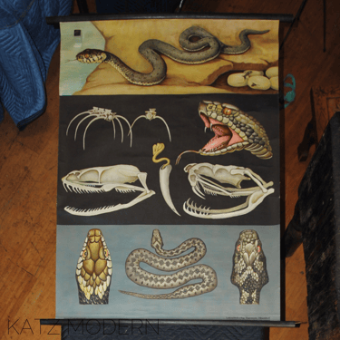 Linen-Backed Scientific Chart – Snake | Katz Modern - Berkeley, CA | ATTIC
