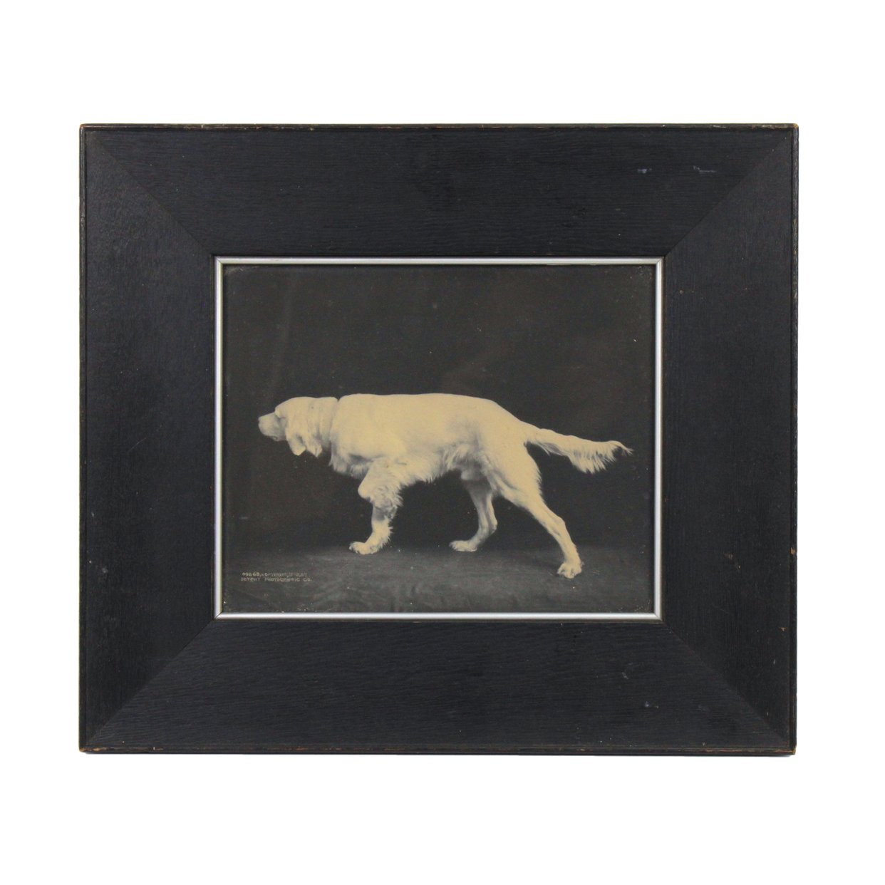 Antique 1908 Photograph Golden Retriever Dog Pointing by Detroit ...