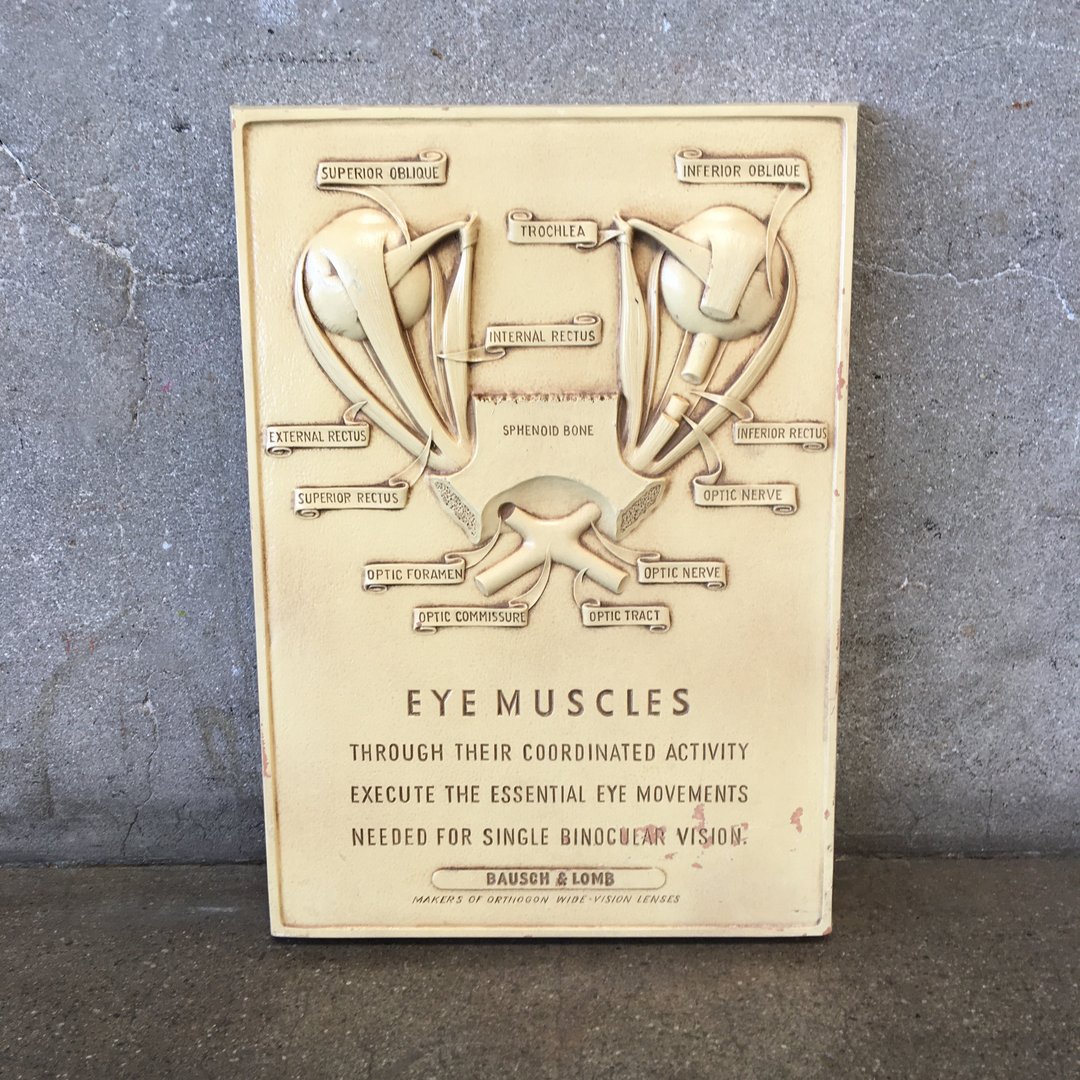 Vintage Eye Muscles Chart by Bausch & Lomb | Urban Americana (Home ...