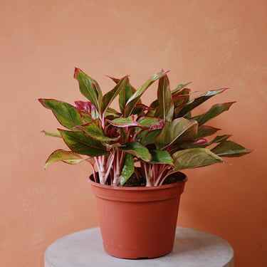 Aglaonema 'Creta' | Rewild | Shaw / Georgetown - Washington, DC