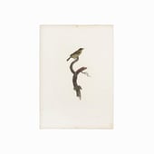 1800s Original Stipple Engraving Bird Francois Levaillant Jacques ...
