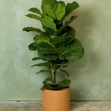 Potted 10" Fiddle Leaf Fig Column | Rewild - Shaw / Georgetown ...