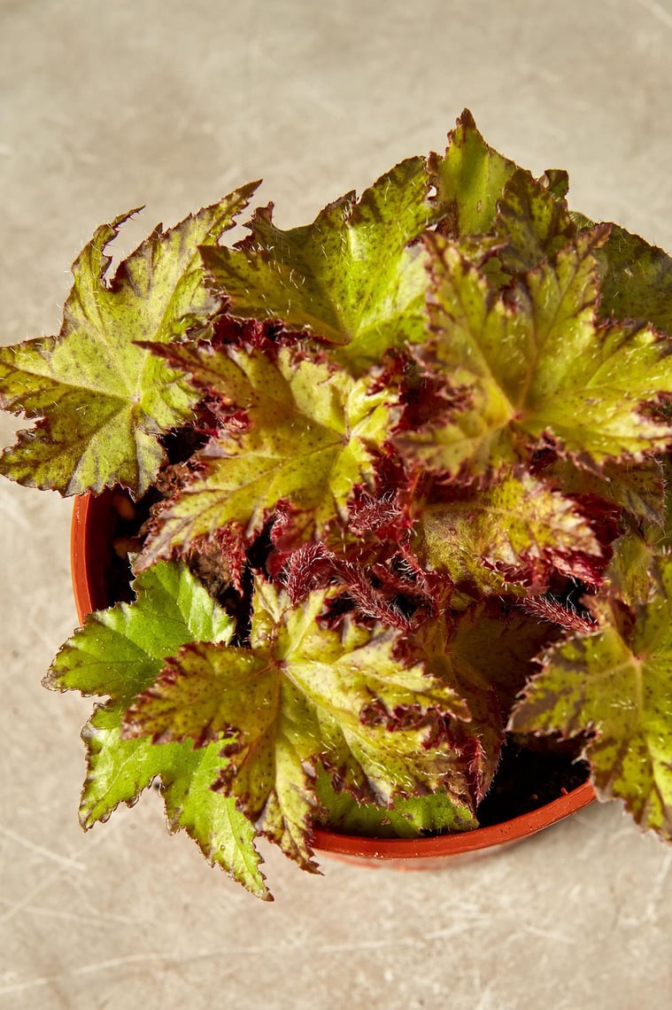 Begonia 'Little Beaver' | Rewild | Shaw / Georgetown - Washington, DC