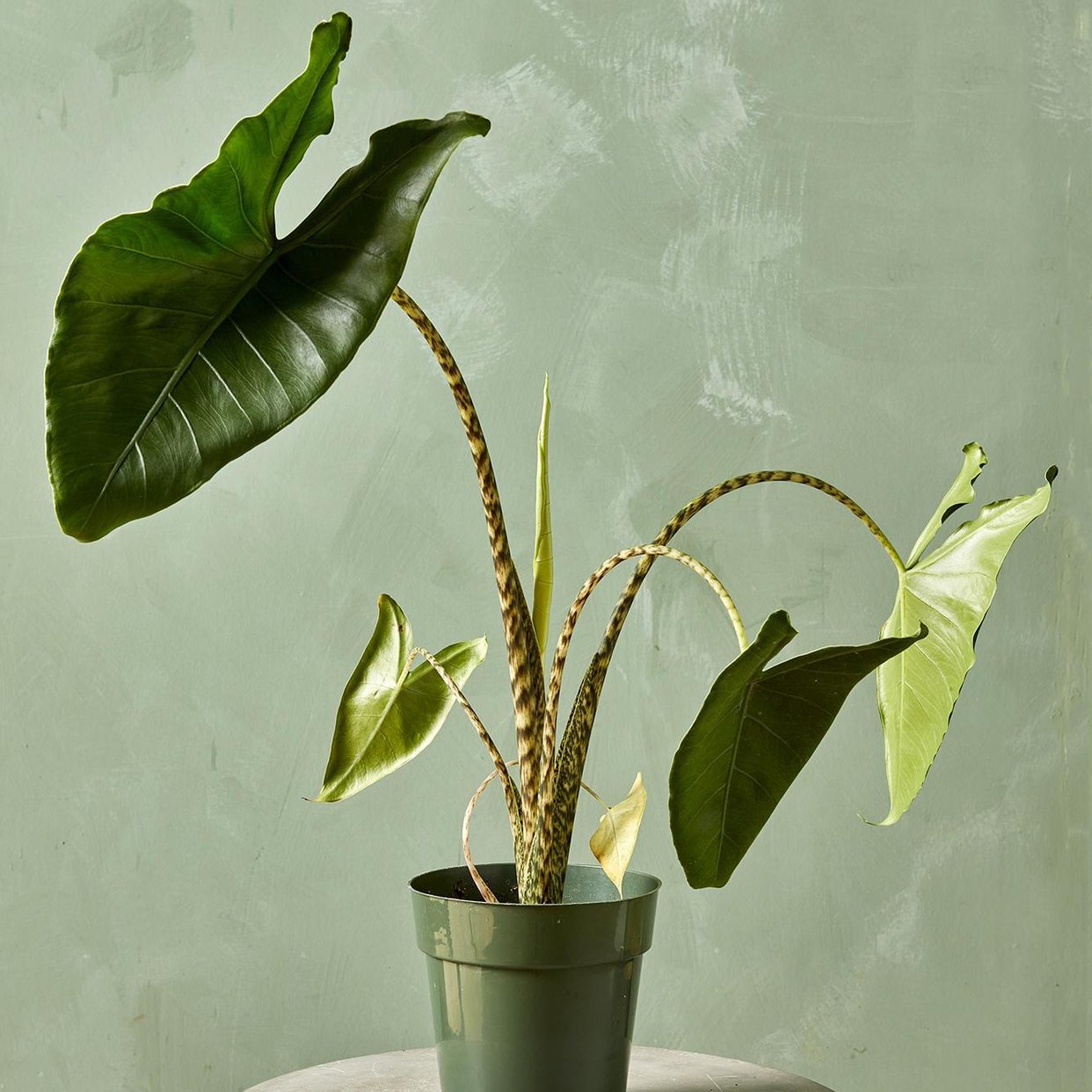 Alocasia zebrina | Rewild - Shaw / Georgetown - Washington, DC | ATTIC