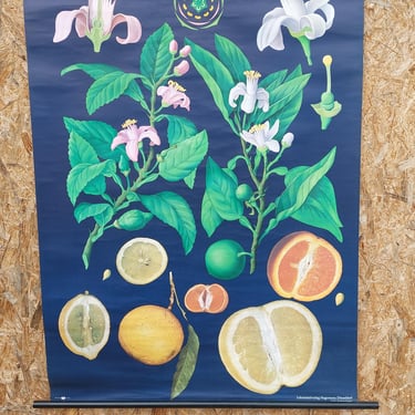Vintage Original German Educational Poster, CITRUS FRUIT, Vintage ...