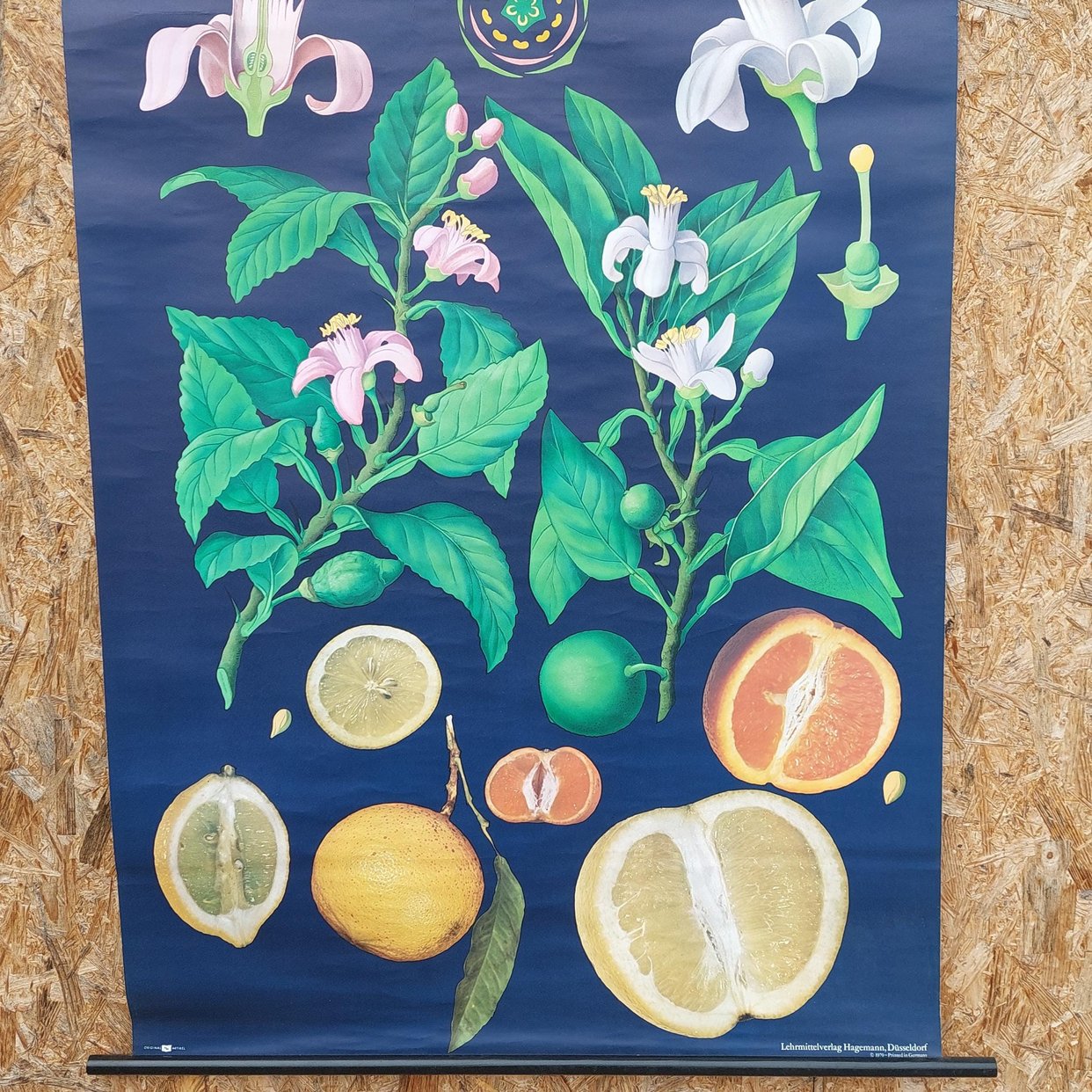 Vintage Original German Educational Poster, CITRUS FRUIT, Vintage ...