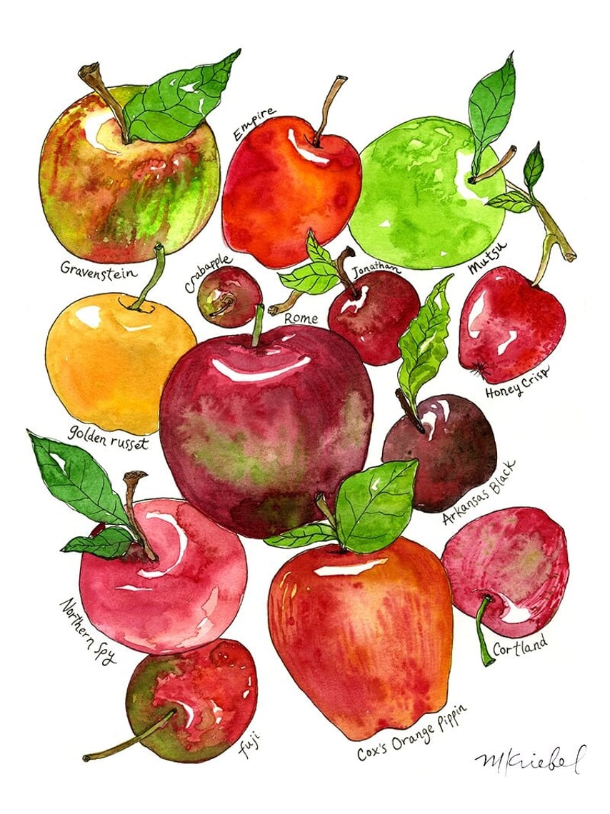 Variety of Apples Watercolor Art Print | Marcella Kriebel Art ...