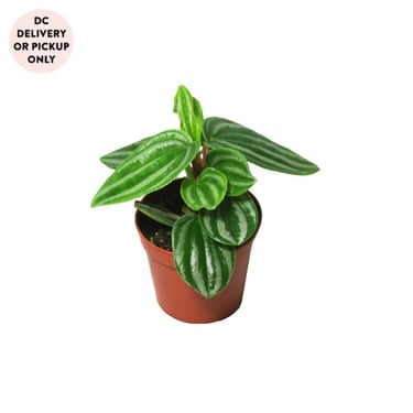 Mini Watermelon Peperomia Plant | Little Leaf Shop - 14th Street ...