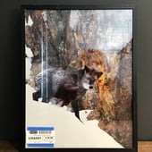 Nature Photo of Japanese Serow (Seattle) | Second Use | Seattle and ...