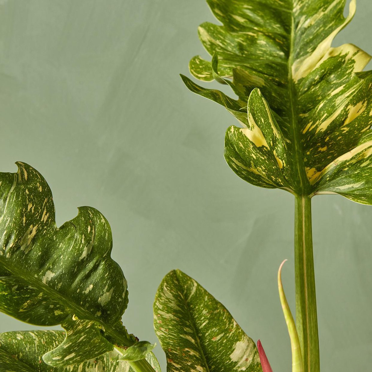 Philodendron 'Ring of Fire' | Rewild - Shaw / Georgetown - Washington ...