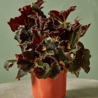 Rex Begonia 'Anne' | Rewild | Shaw / Georgetown - Washington, DC