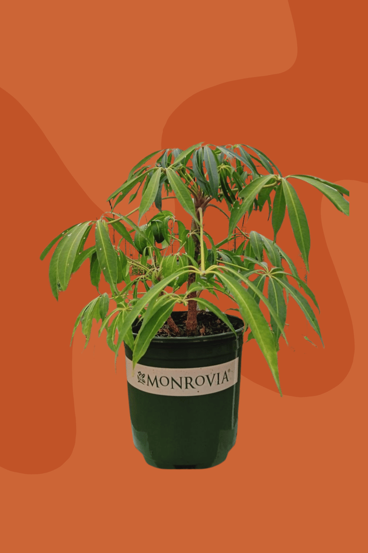 Winged Phoenix Schefflera | Rewild | Shaw / Georgetown - Washington, DC