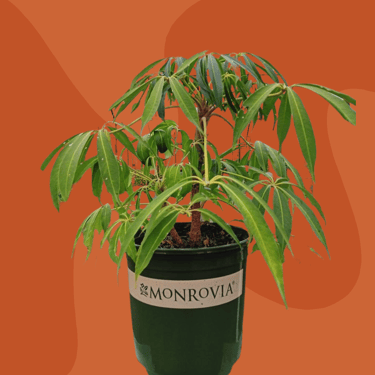 Winged Phoenix Schefflera | Rewild | Shaw / Georgetown - Washington, DC
