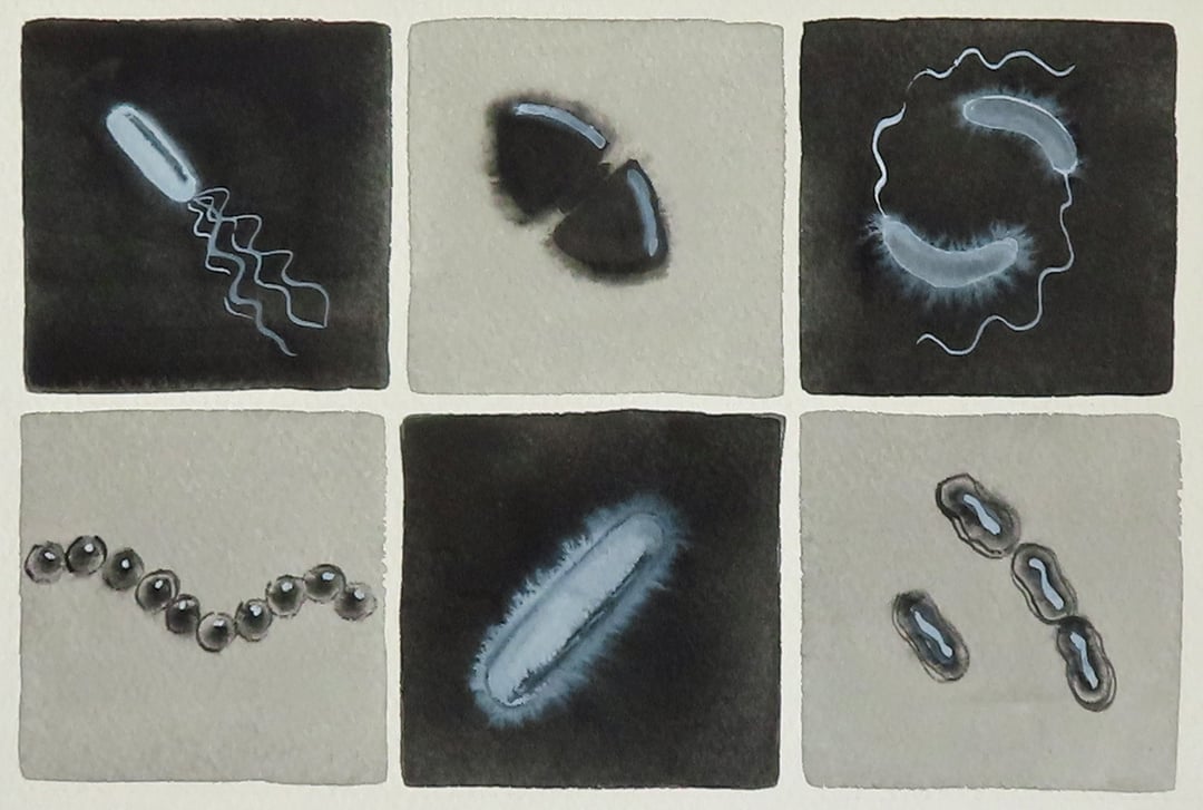 Black and White Bacteria - original watercolor painting of microbes ...
