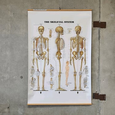 Vintage Anatomical Full Human Skeleton Chart | Urban Americana (Home ...