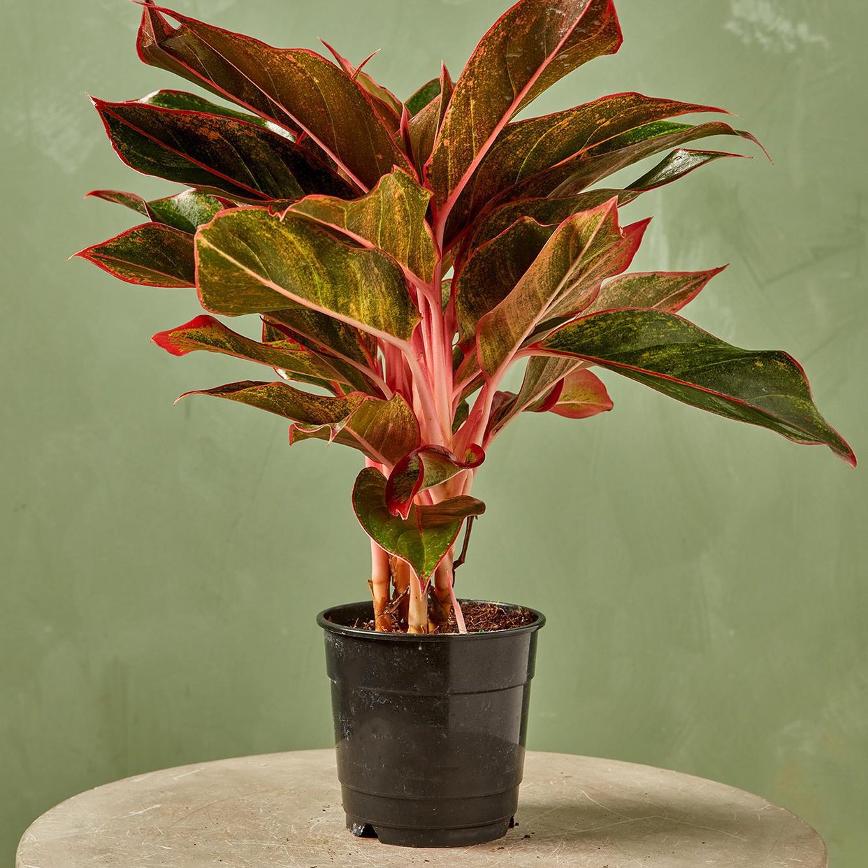 Aglaonema 'Red Siam' | Rewild - Shaw / Georgetown - Washington, DC | ATTIC