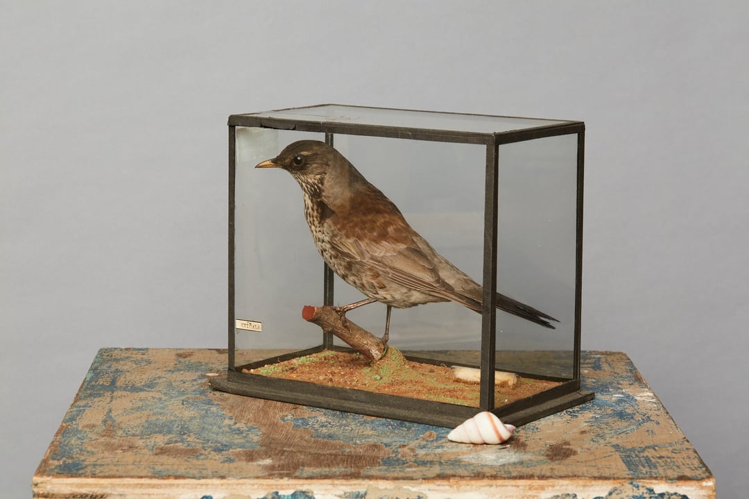 Woodland Bird from a Natural History Museum in Hungary | Michael Trapp ...