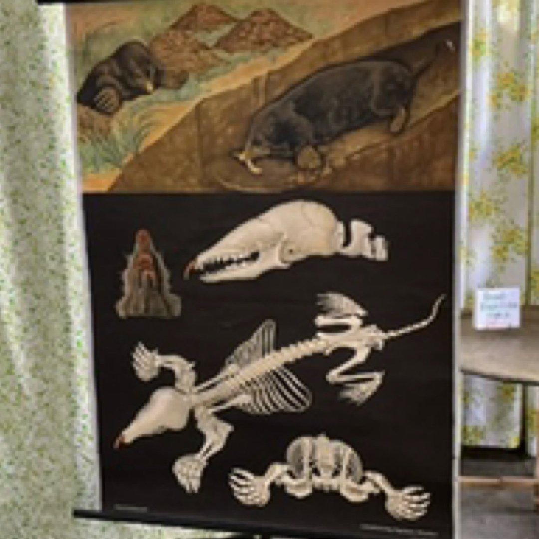 Poster Print Mole Skeleton Anatomy Germany | The Lucky Pig | Atwater ...