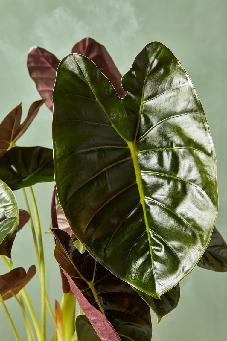Alocasia 'Golden Bone' | Rewild | Shaw / Georgetown - Washington, DC