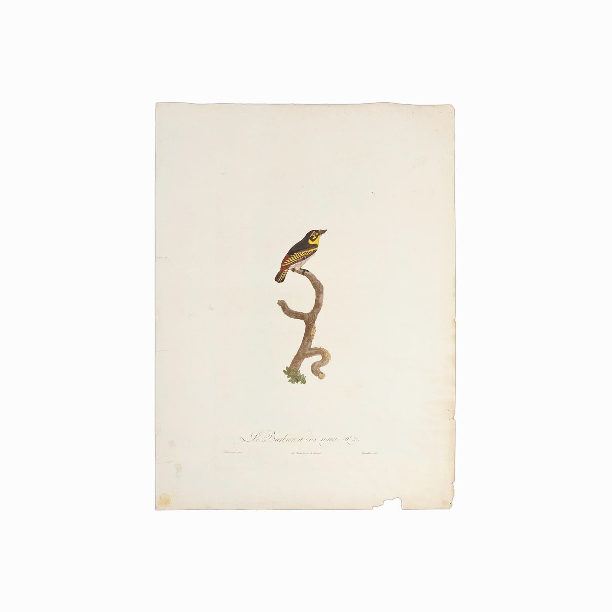 1800s Original Stipple Engraving Bird Francois Levaillant Jacques ...