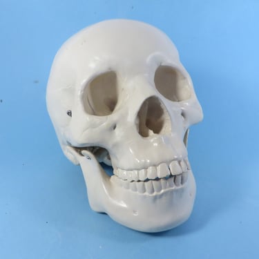 Vintage Anatomical Life Size Human Skull Model - | Pherds Finds ...