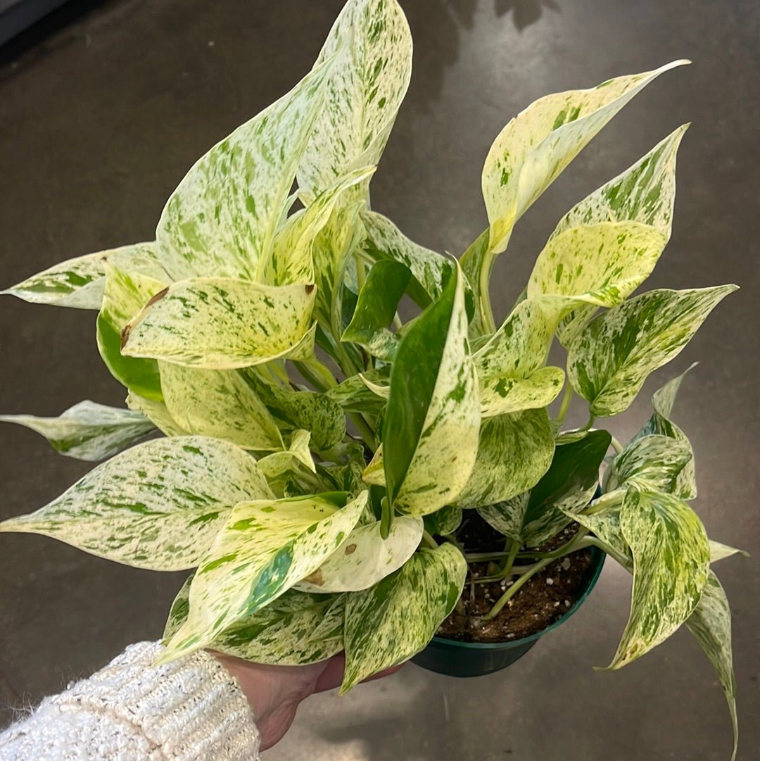 Marble Queen Pothos | Jungle and Loom | Washington, DC