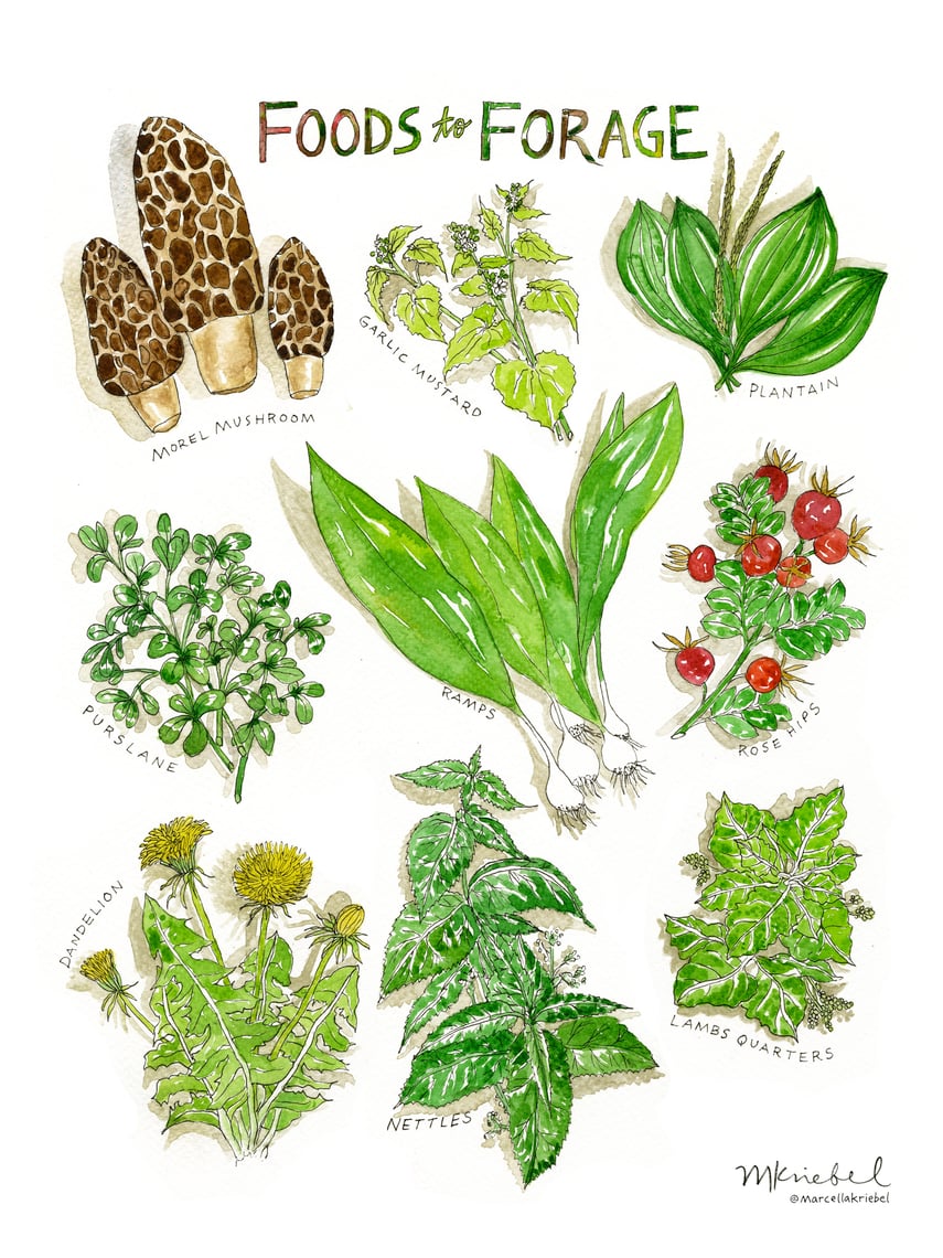 Foods to Forage Watercolor Art Print | Marcella Kriebel Art ...