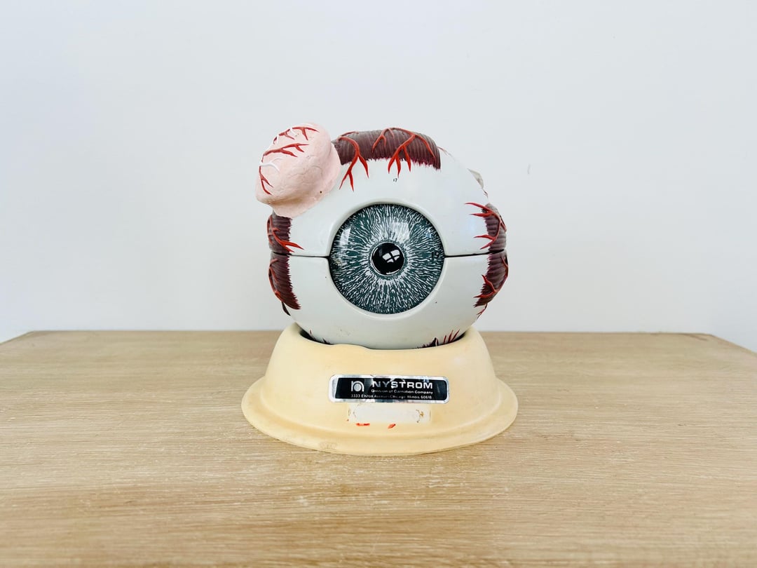 Vintage Medical Anatomical Eye Model Optometry/ Ophthalmology by ...