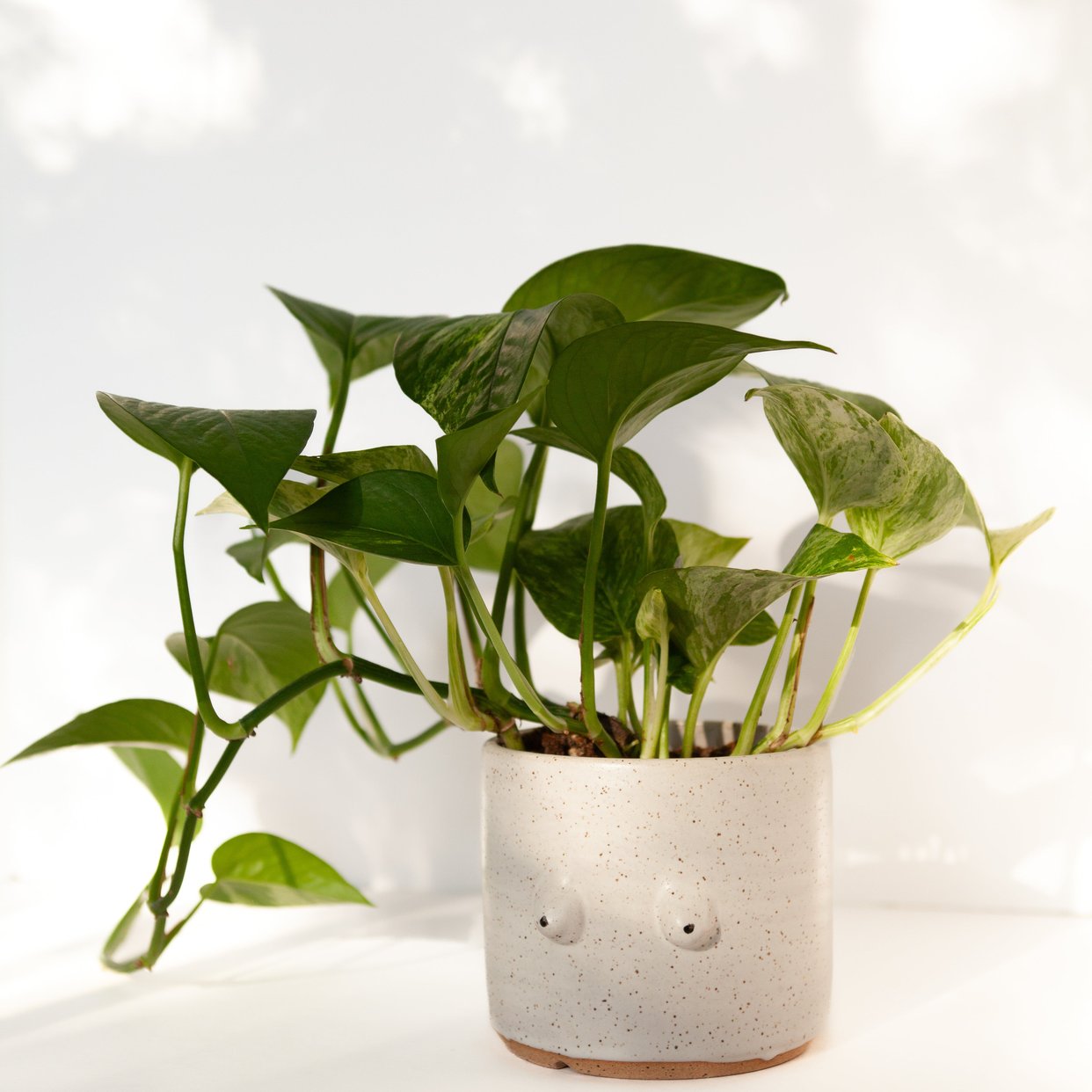 Boob Planter | Lovecraft - Austin, TX | ATTIC