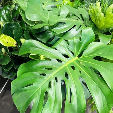 10" Fenestrated Monstera Deliciosa - mature plant! | Jungle and Loom ...