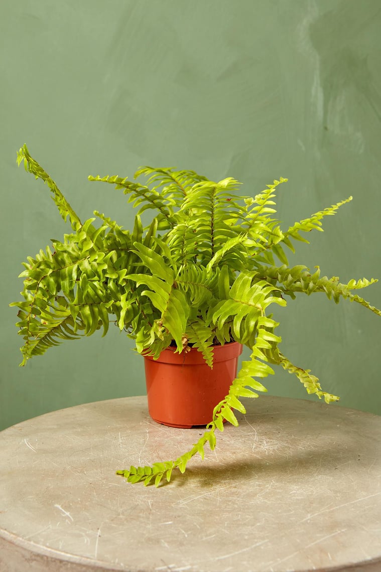 Yellow Boston Fern | Rewild | Shaw / Georgetown - Washington, DC