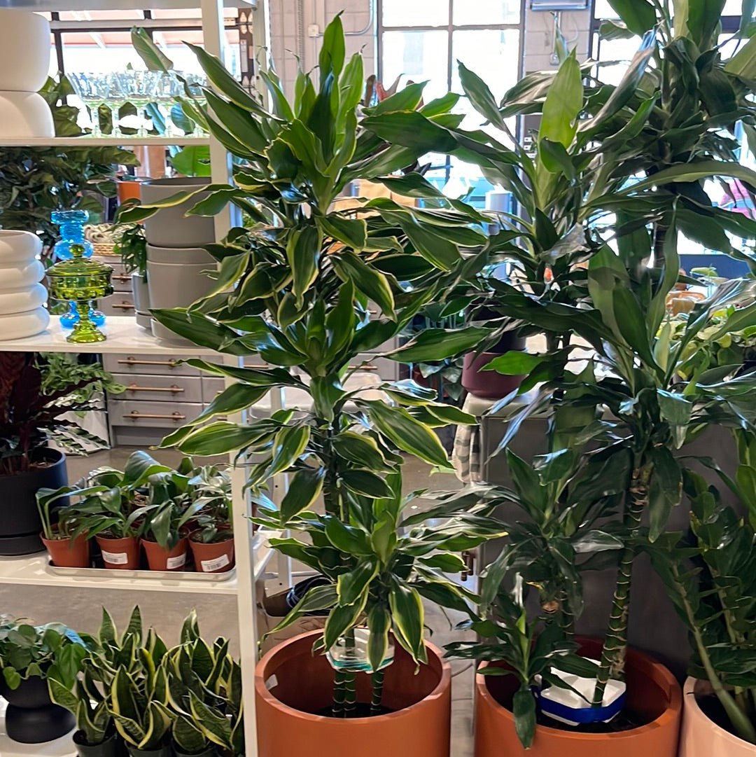 10” Dracaena Moonlight Cane | Jungle and Loom | Washington, DC