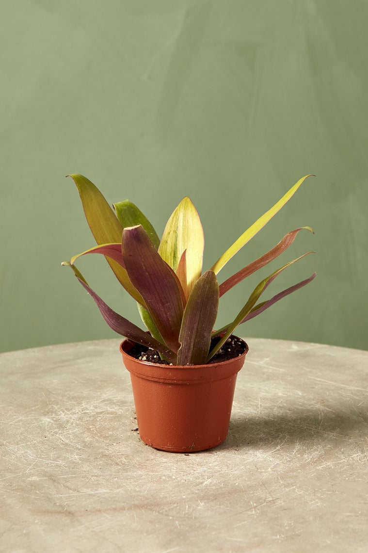 Oyster Plant 'Sunny Star' | Rewild | Shaw / Georgetown - Washington, DC