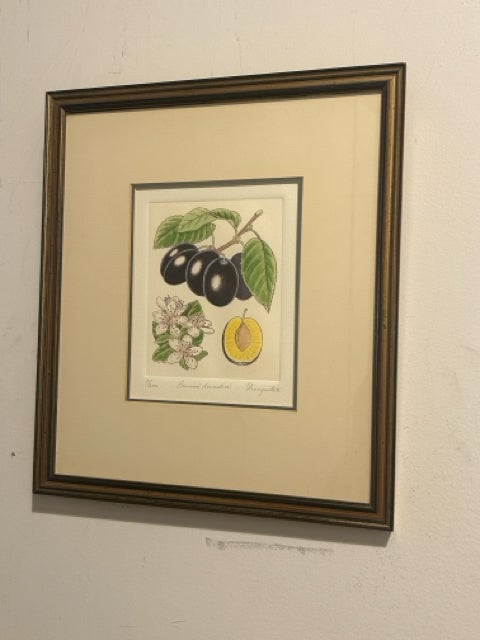 Original Etching "Prunus Domestica" by Anne Stromquist, signed & | Turn ...