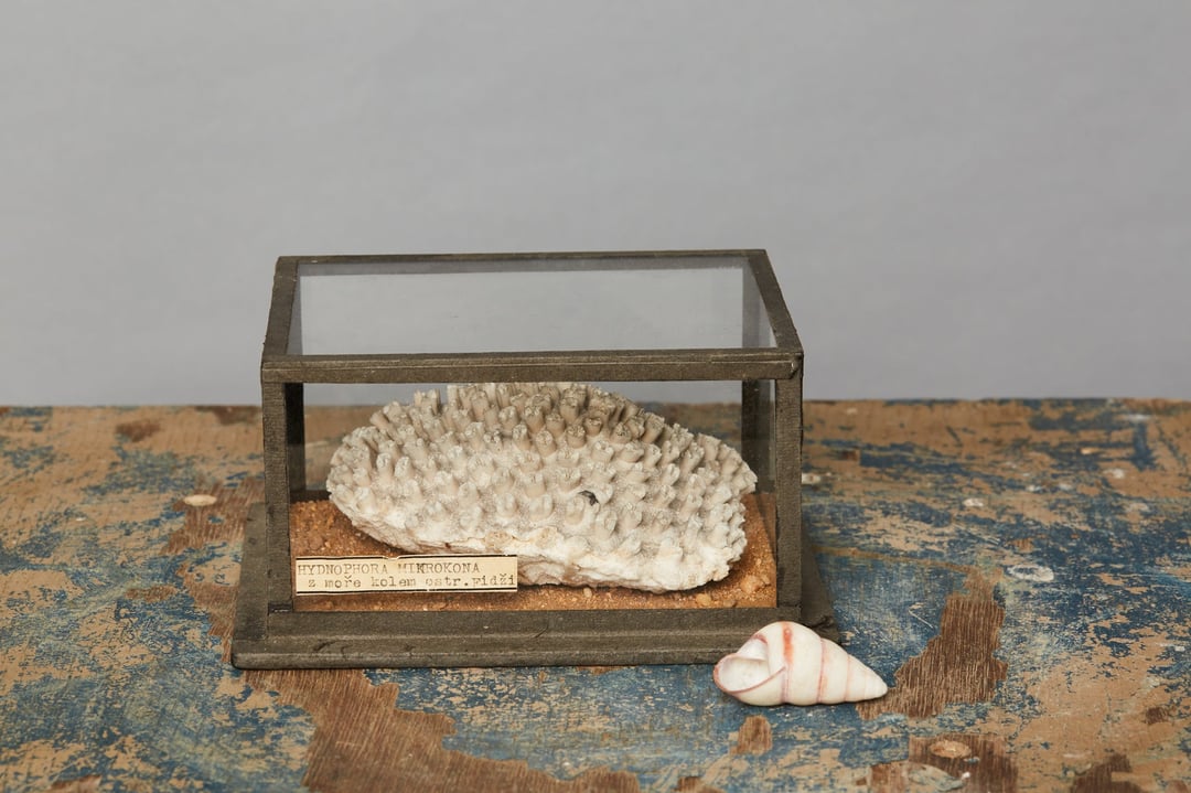 Specimen from a Natural History Museum in Hungary | Michael Trapp ...