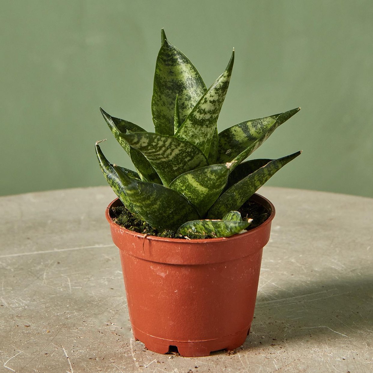 Snake Plant 'Pagoda' hybrid | Rewild - Shaw / Georgetown - Washington ...