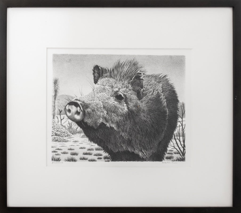 William Wind McKim "Javelina" LIthograph | Showplace Antique + Design ...