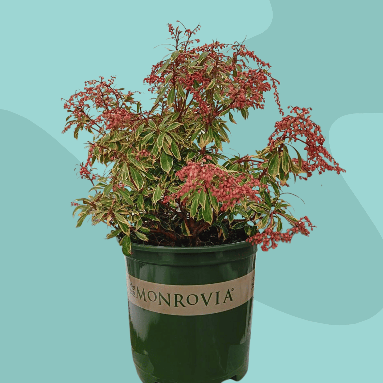 Variegated Japanese Pieris | Rewild - Shaw / Georgetown - Washington ...